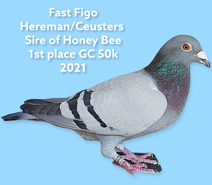 Stock Birds | Northern Gold Coast | Hudson Lofts